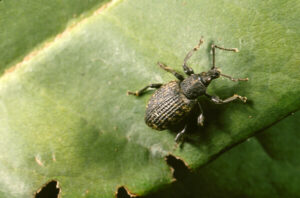 Common Insects and Mites: Root weevils | Hortsense | Washington State ...