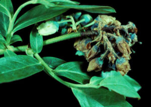 Blueberry: Botrytis blight | Hortsense | Washington State University