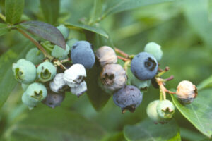 Blueberry: Mummyberry | Hortsense | Washington State University