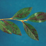 Blueberry: Viruses | Hortsense | Washington State University