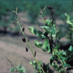 Blueberry: Viruses | Hortsense | Washington State University