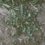 Weeds: Blue mustard (Purple mustard, Tenella mustard) – Chorispora ...