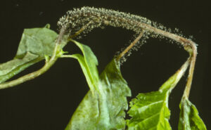 Common Diseases: Botrytis blight (Gray mold) | Hortsense | Washington ...