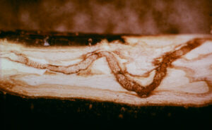 Birch: Bronze birch borer | Hortsense | Washington State University