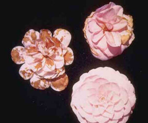 Camellia: Flower and petal blight | Hortsense | Washington State University