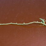 Weeds: Canada thistle – Cirsium arvense | Hortsense | Washington State ...