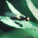 Carrot: Carrot rust fly | Hortsense | Washington State University