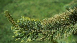 Herbicide Damage: Dichlobenil (Casoron) | Hortsense | Washington State ...