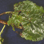 Peach: Bacterial canker | Hortsense | Washington State University