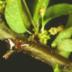 Peach: Bacterial canker | Hortsense | Washington State University