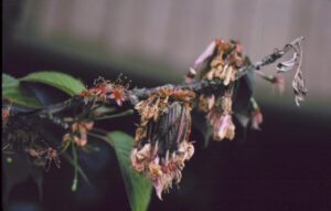 Cherry: Brown rot blossom blight and fruit rot | Hortsense | Washington ...