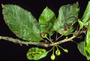Plum, Prune (Fresh): Shothole (Coryneum blight) | Hortsense ...