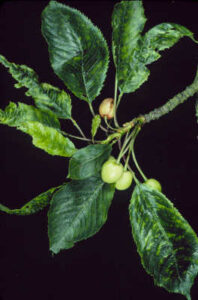 Cherry: Mottle leaf | Hortsense | Washington State University