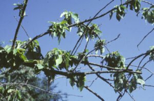 Plum, Prune (Fresh): Virus diseases | Hortsense | Washington State ...
