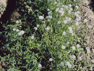 Weeds: Groundsel, common – Senecio vulgaris | Hortsense | Washington ...
