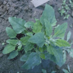 Weeds: Lambsquarters, common – Chenopodium album | Hortsense ...