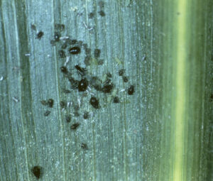 Corn: Corn aphids | Hortsense | Washington State University