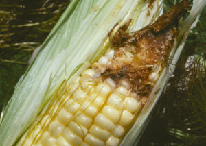 Corn: Corn earworm | Hortsense | Washington State University