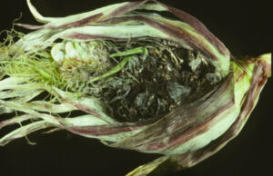 Corn: Smut | Hortsense | Washington State University