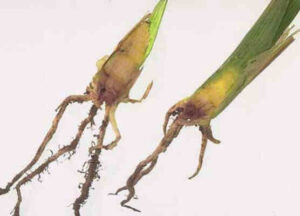 Corn: Root, stalk, and ear rots | Hortsense | Washington State University