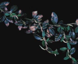 Cotoneaster: Cotoneaster webworm | Hortsense | Washington State University