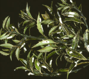 Camellia: Cottony camellia scale | Hortsense | Washington State University