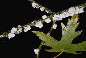 Maple: Cottony maple scale | Hortsense | Washington State University