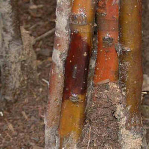 Crabapple: Stem rot | Hortsense | Washington State University