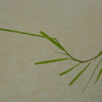 Weeds: Bentgrass, creeping – Agrostis stolonifera | Hortsense ...