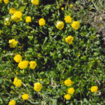 Weeds: Buttercup, creeping – Ranunculus repens | Hortsense | Washington ...