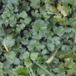 Weeds: Buttercup, creeping – Ranunculus repens | Hortsense | Washington ...