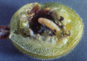 Currant, Gooseberry: Gooseberry maggot (Currant fruit fly) | Hortsense ...