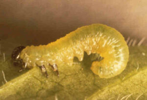 Currant, Gooseberry: Imported currantworm | Hortsense | Washington ...