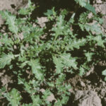 Weeds: Nightshades – Solanum spp. | Hortsense | Washington State University
