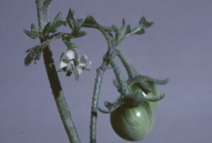 Weeds: Nightshades – Solanum spp. | Hortsense | Washington State University
