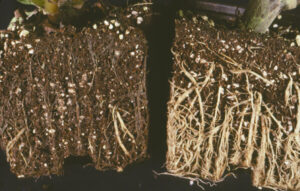 Common Diseases: Dead roots | Hortsense | Washington State University