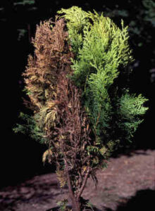 Common Cultural: Winter desiccation | Hortsense | Washington State ...