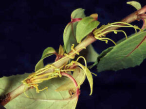 Weeds: Dodder – Cuscuta spp. | Hortsense | Washington State University