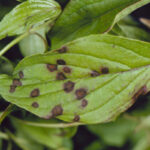 Common Diseases: Leaf spots and blights | Hortsense | Washington State ...