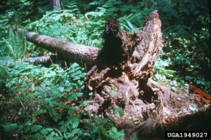 Douglas Fir: Laminated root rot | Hortsense | Washington State University