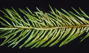Douglas Fir: Yellow-green mottle syndrome | Hortsense | Washington ...