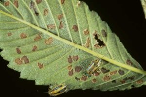 Elm: Elm leaf beetle | Hortsense | Washington State University