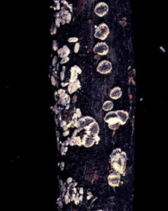 Elm: European elm scale | Hortsense | Washington State University
