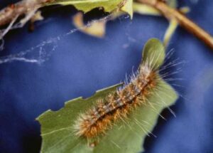 Common Insects and Mites: Fall webworm | Hortsense | Washington State ...