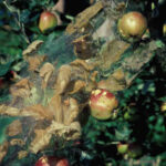 Common Insects and Mites: Fall webworm | Hortsense | Washington State ...