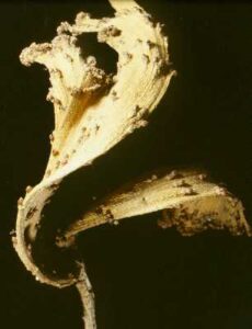 Common Cultural: Fasciation | Hortsense | Washington State University