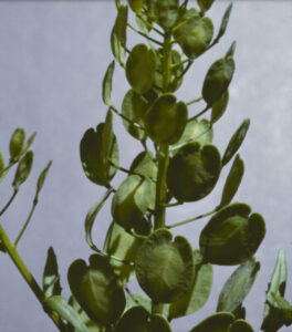 Weeds: Field pennycress (Fanweed) – Thlaspi arvense | Hortsense ...