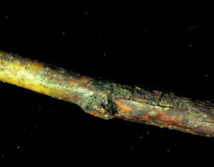 Filbert: Bacterial blight | Hortsense | Washington State University