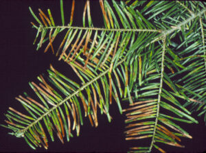 True Fir: Current-season needle necrosis | Hortsense | Washington State ...
