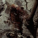 Pear: Fire blight | Hortsense | Washington State University